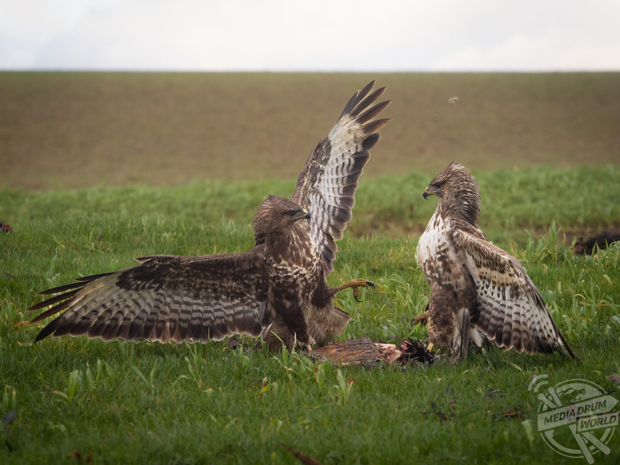 Buzzard Battle UK - Media Drum World
