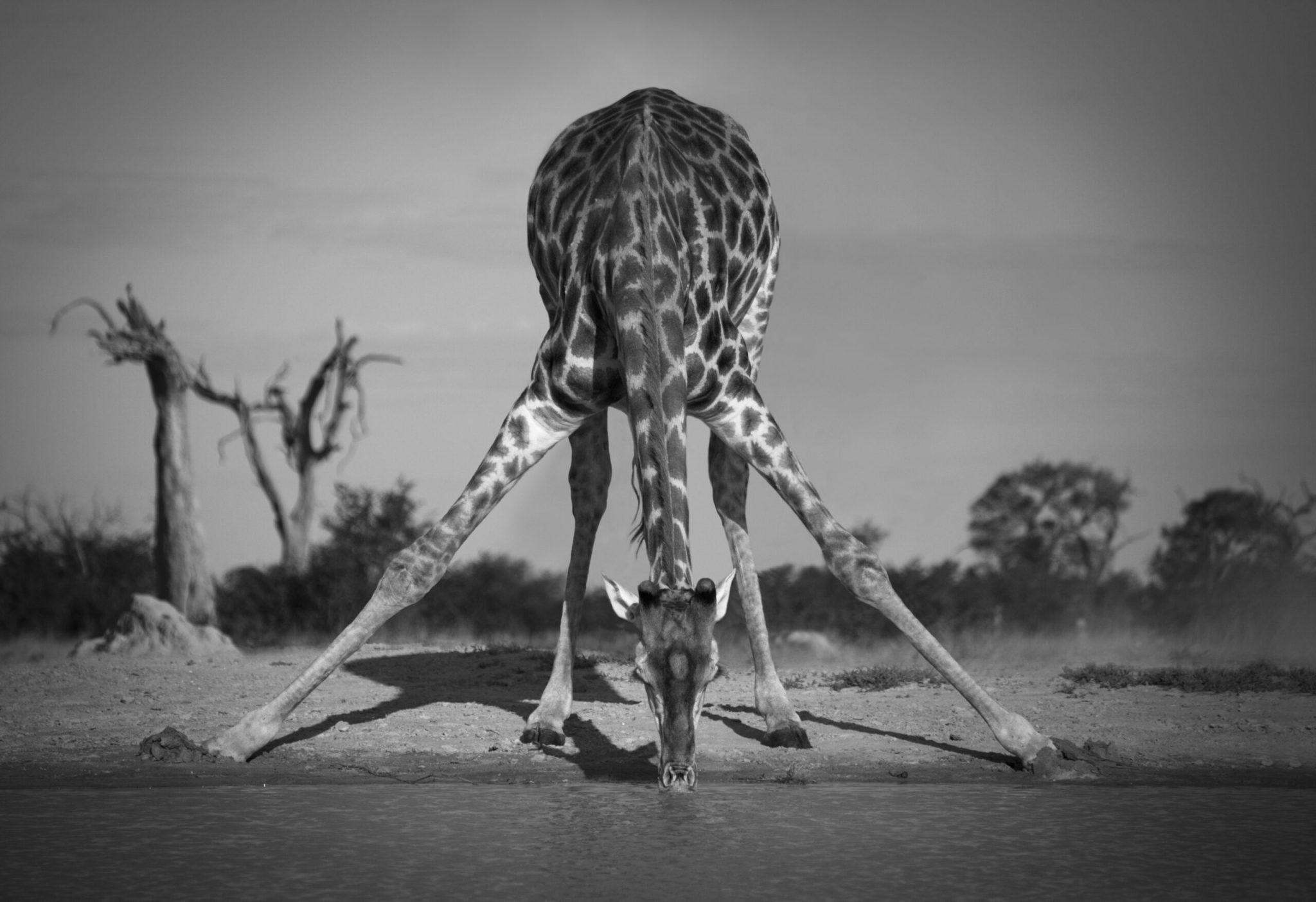 Magnificent Beasts - Media Drum World
