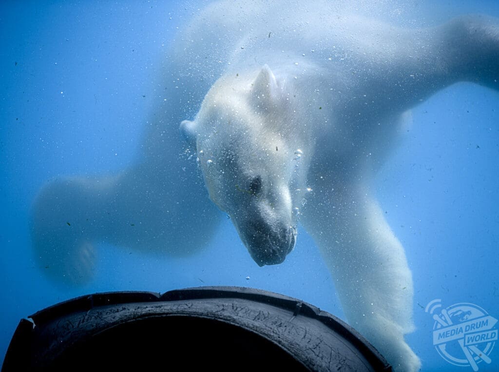 Daring Deep Dive Polar - Media Drum World