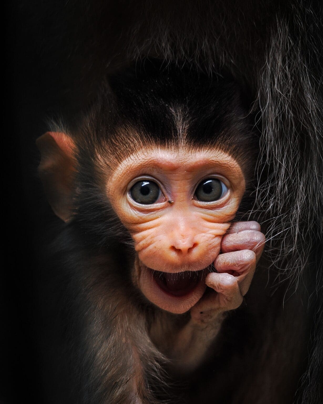 Cutest Baby Monkey - Media Drum World