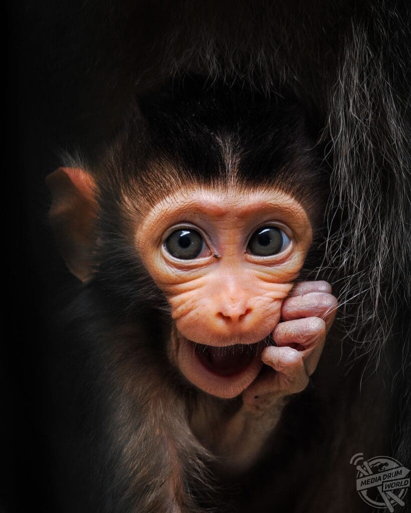 Cutest Baby Monkey - Media Drum World