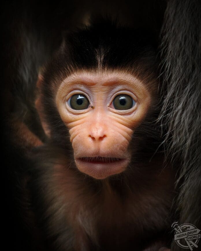 Cutest Baby Monkey - Media Drum World