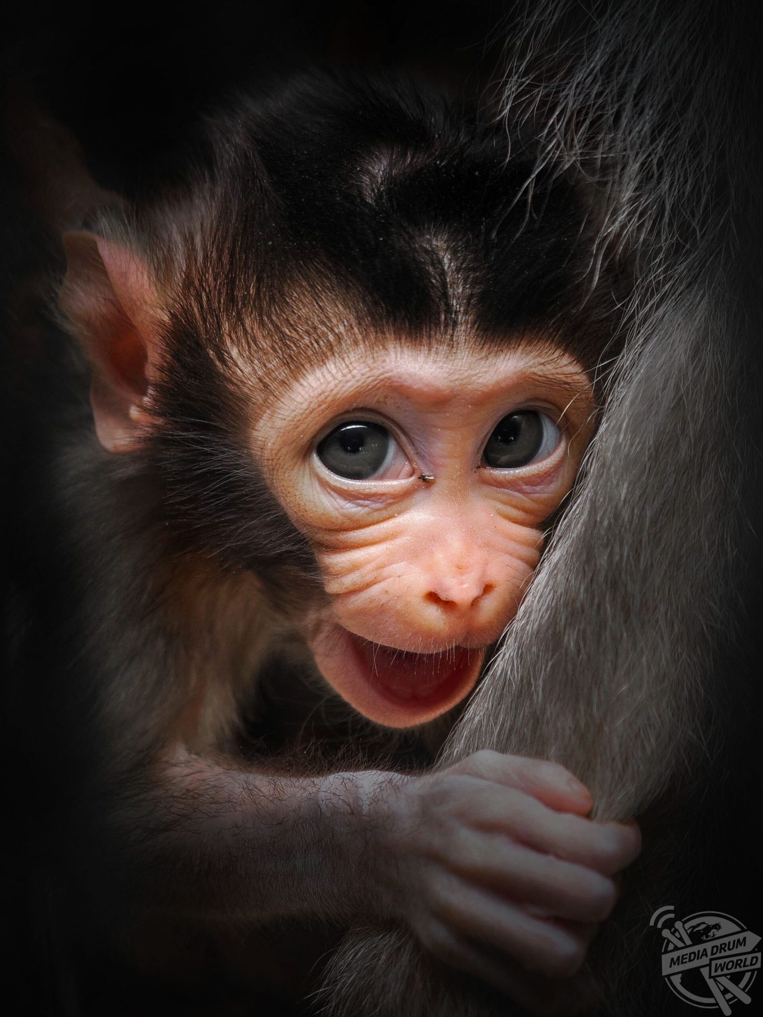 Cutest Baby Monkey - Media Drum World