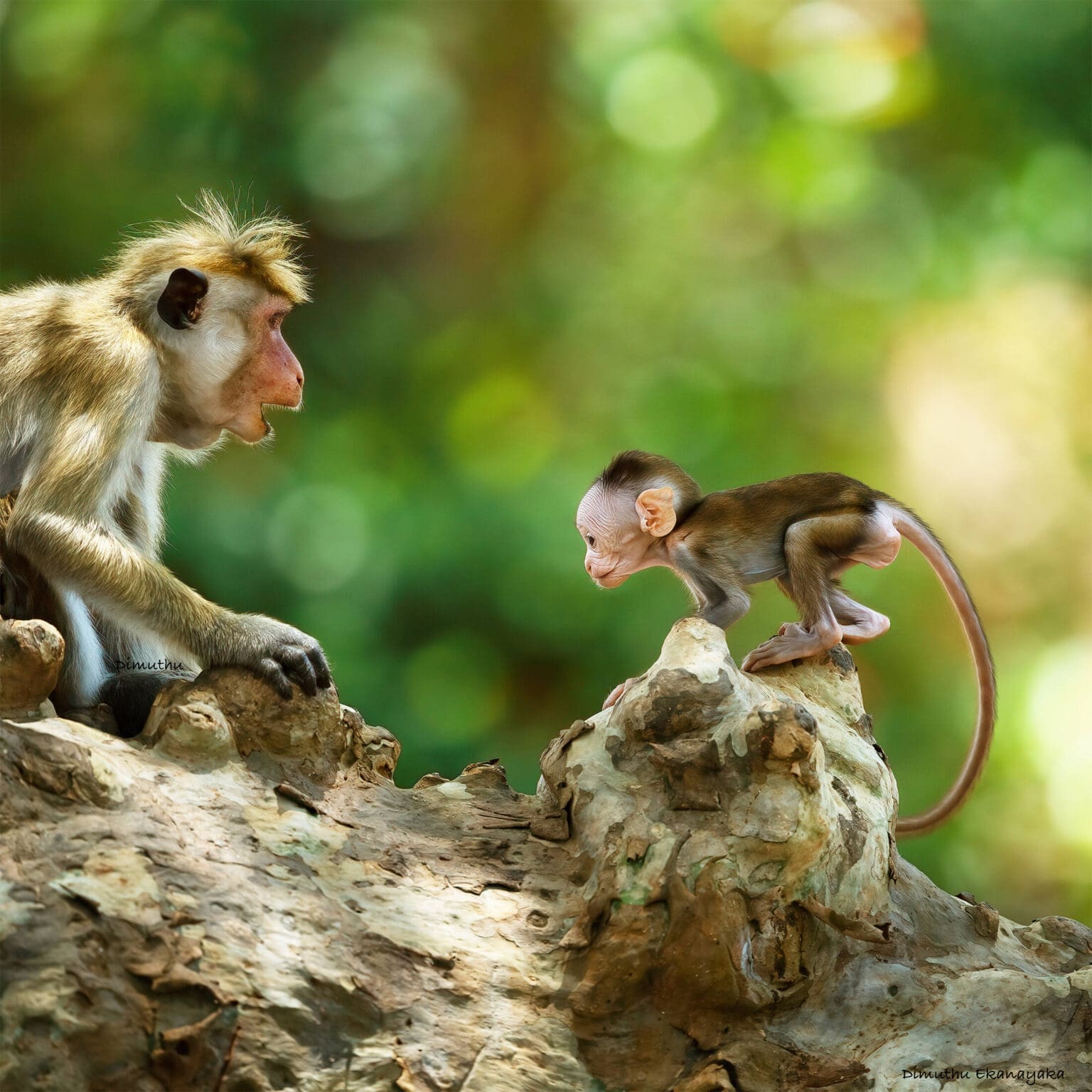 Macaque Hug - Media Drum World