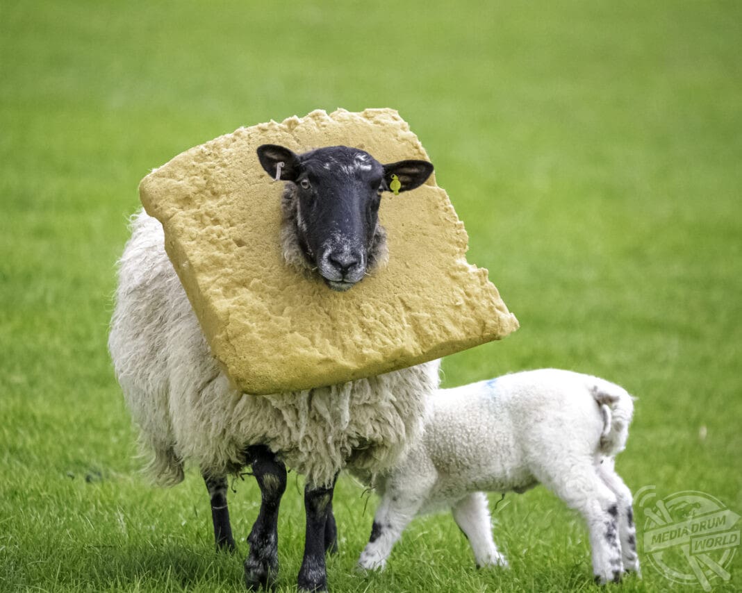 Sheep Escape Artist - Media Drum World