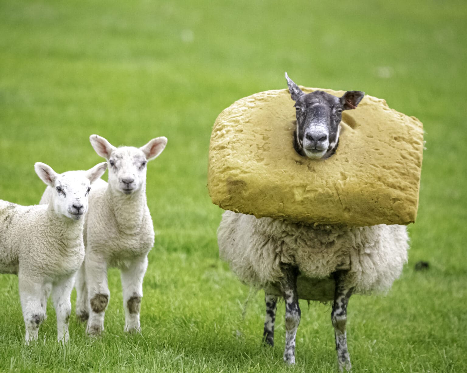 Sheep Escape Artist - Media Drum World