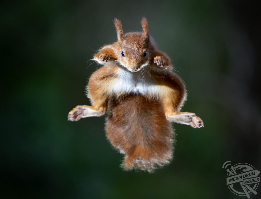 James Bond Squirrel UK - Media Drum World
