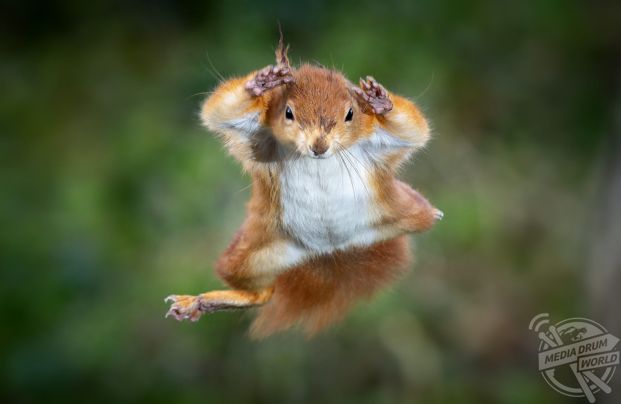 James Bond Squirrel UK - Media Drum World