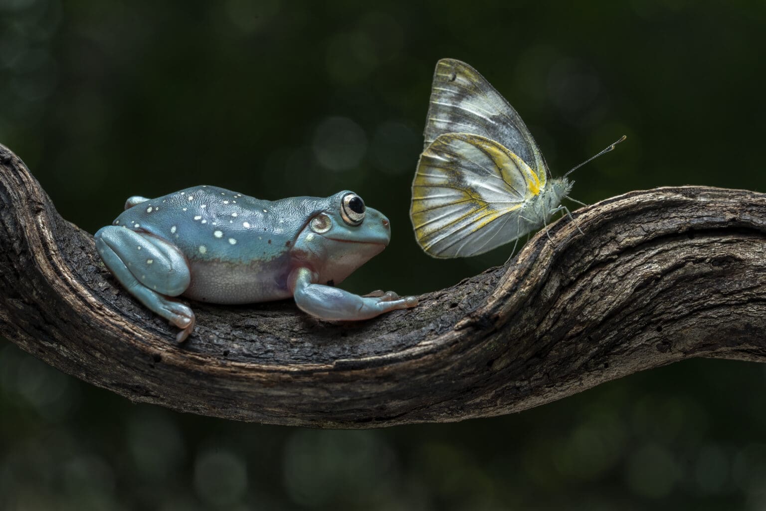 Frog and Butterfly Best Friends - Media Drum World