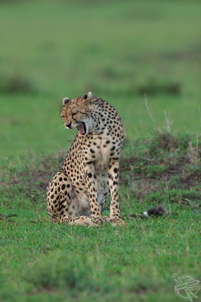 Hilarious Laughing Cheetah - Media Drum World