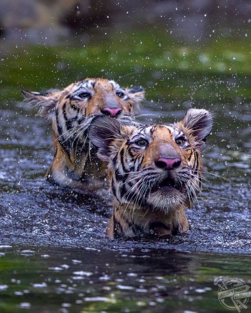 Cute Tigers Waterfight - Media Drum World
