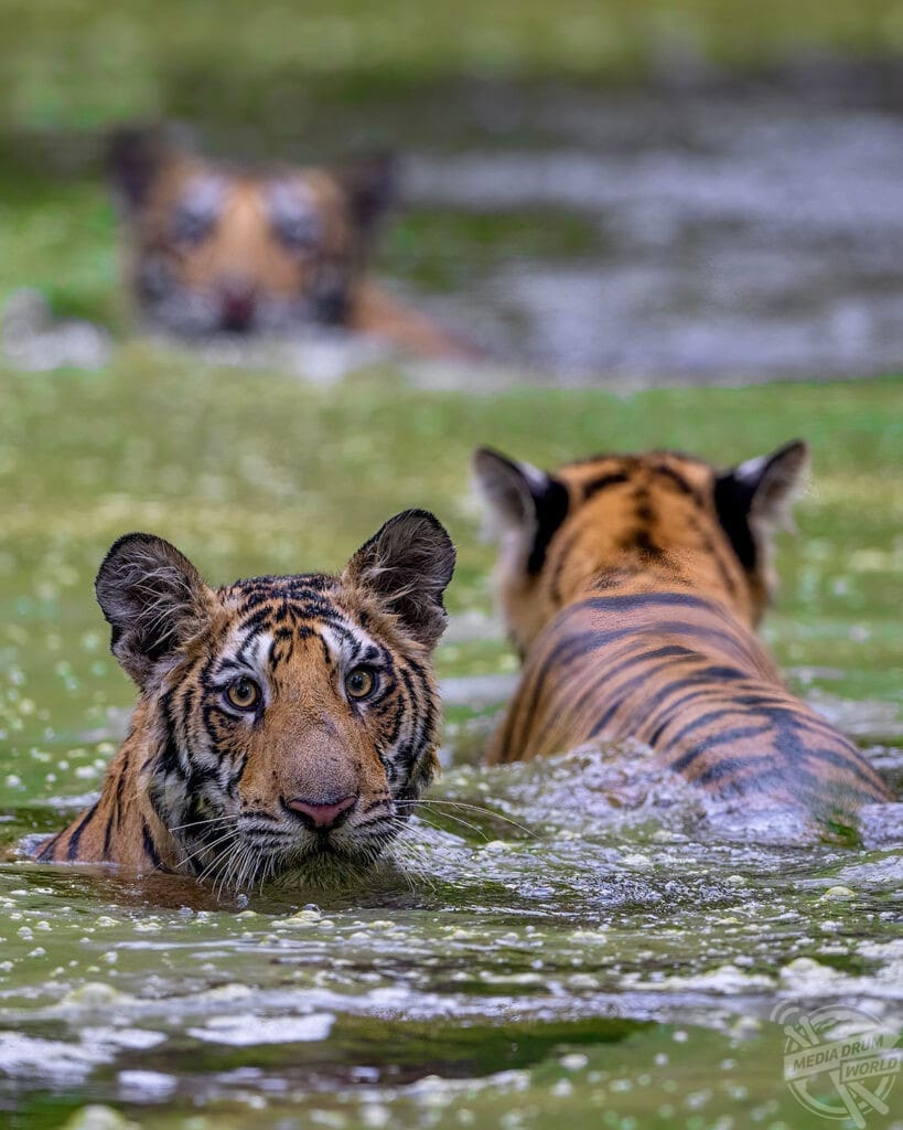 Cute Tigers Waterfight - Media Drum World