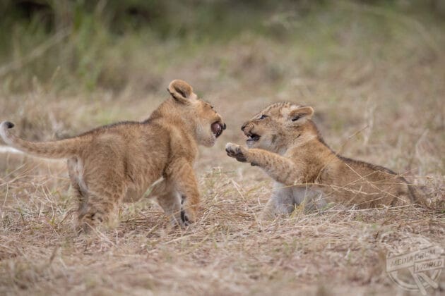 Cutest Cub Quarrel - Media Drum World