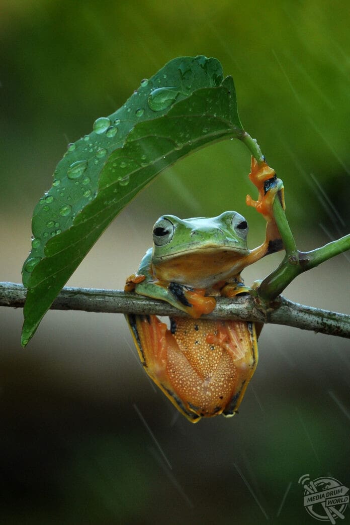 Rainy Day Frog - Media Drum World