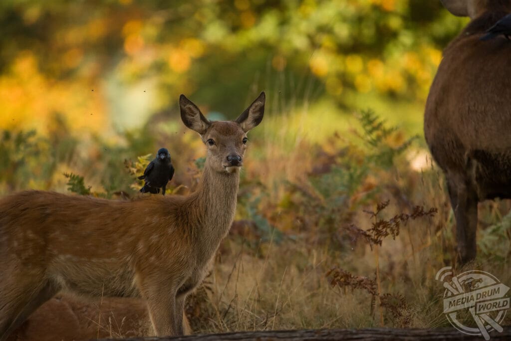 Deer Lookout Post - Media Drum World