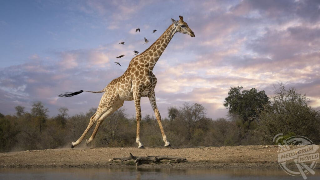 Flying Giraffe - Media Drum World