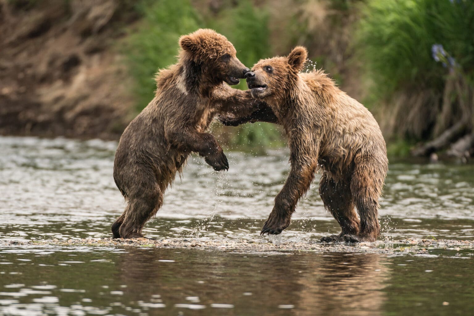 Hilarious Prancing Bears - Media Drum World