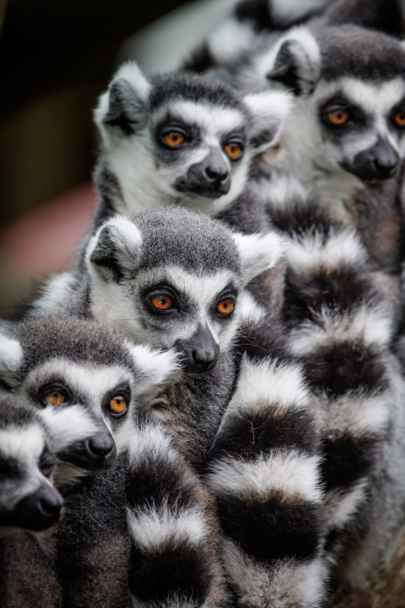 These lined-up lemurs look like an optical illusion - Media Drum World
