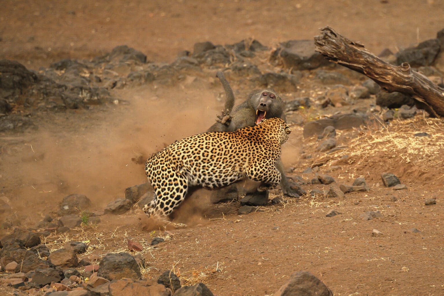 The moment an African leopard predator became a Chacma baboon's prey ...